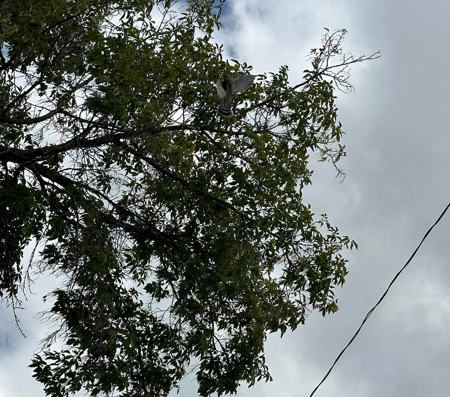 There's a first for everything! Moose Jaw Firefighters save tangled falcon - DiscoverMooseJaw ...